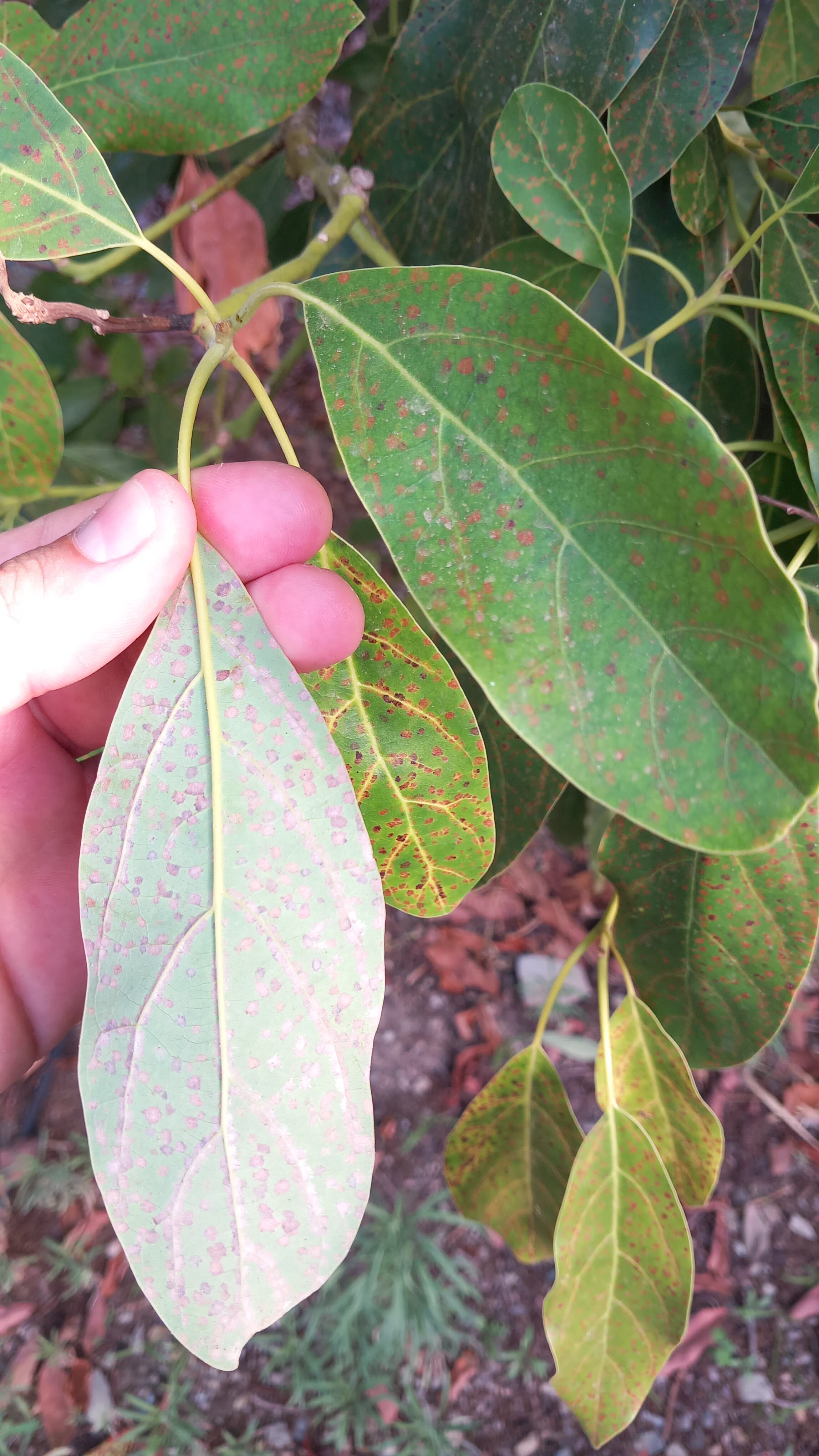 Plagas y enfermedades del aguacate
